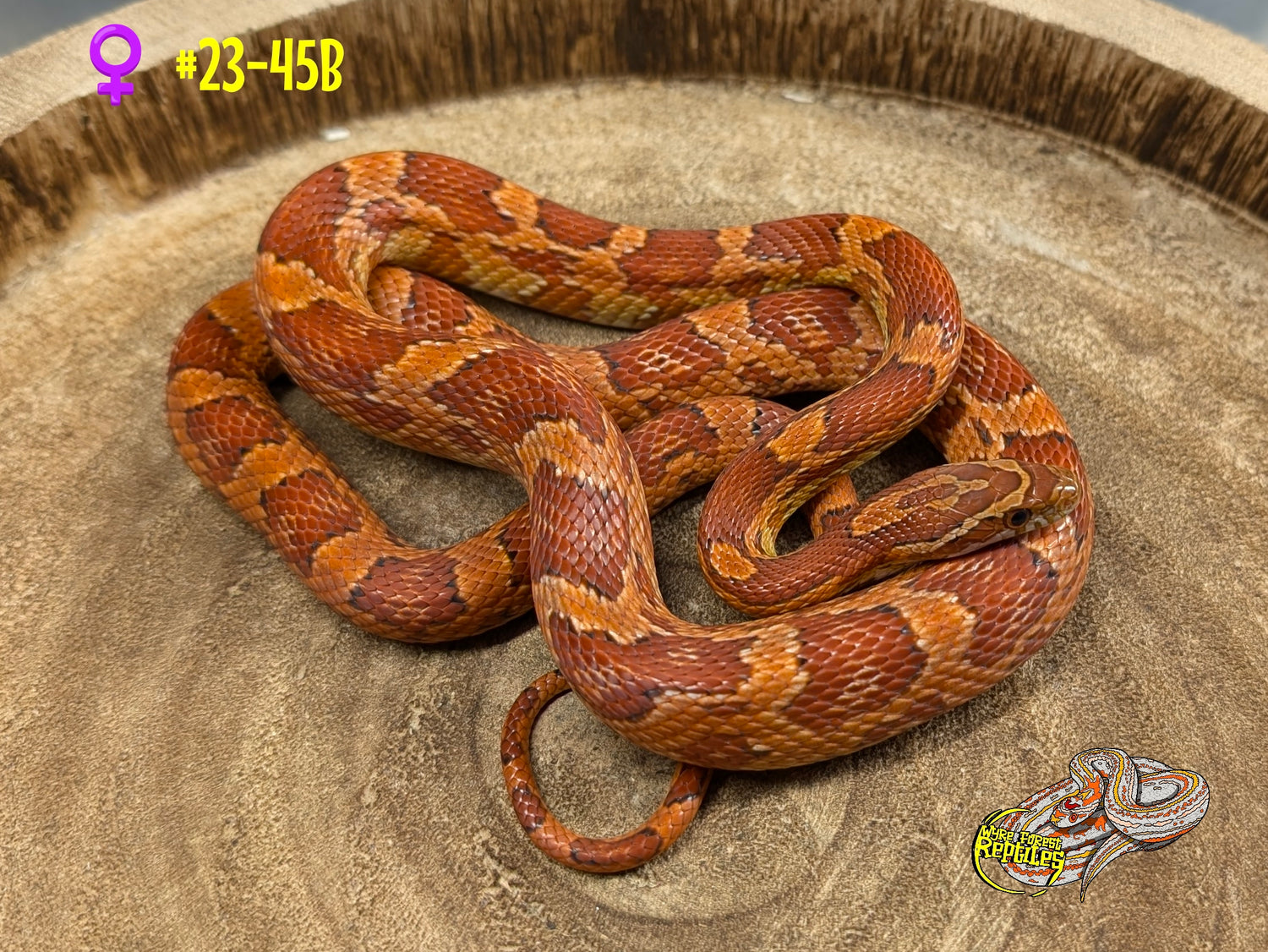 Cornsnakes - Sub Adults & Adults – Wyre Forest Reptiles - Husbandry