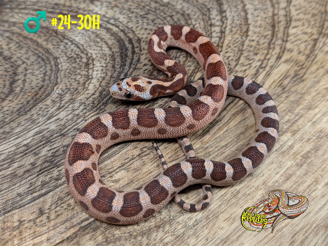 Micro-Scaleless Hatchlings – Wyre Forest Reptiles - Husbandry